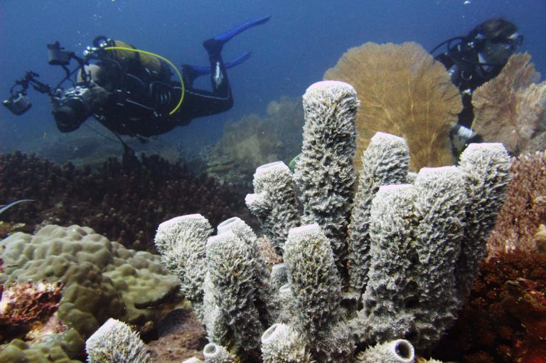 Plongée Nosy Be – Hazotsara Tour Madagascar